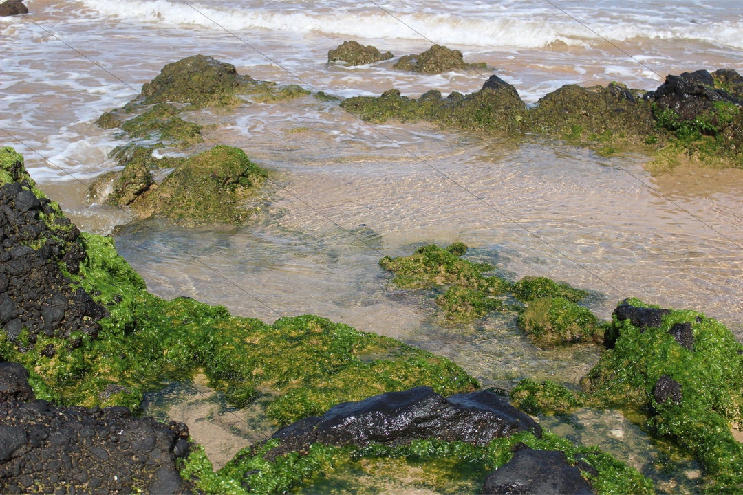 The Green Sea/weed in Hawaii | Digital Download Photography | Ready to ...