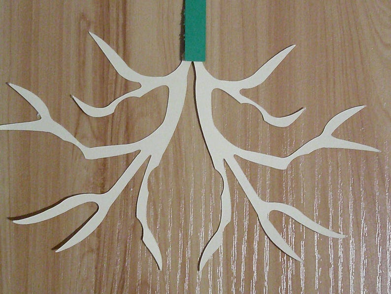 Parts of a Plant Craft - Etsy