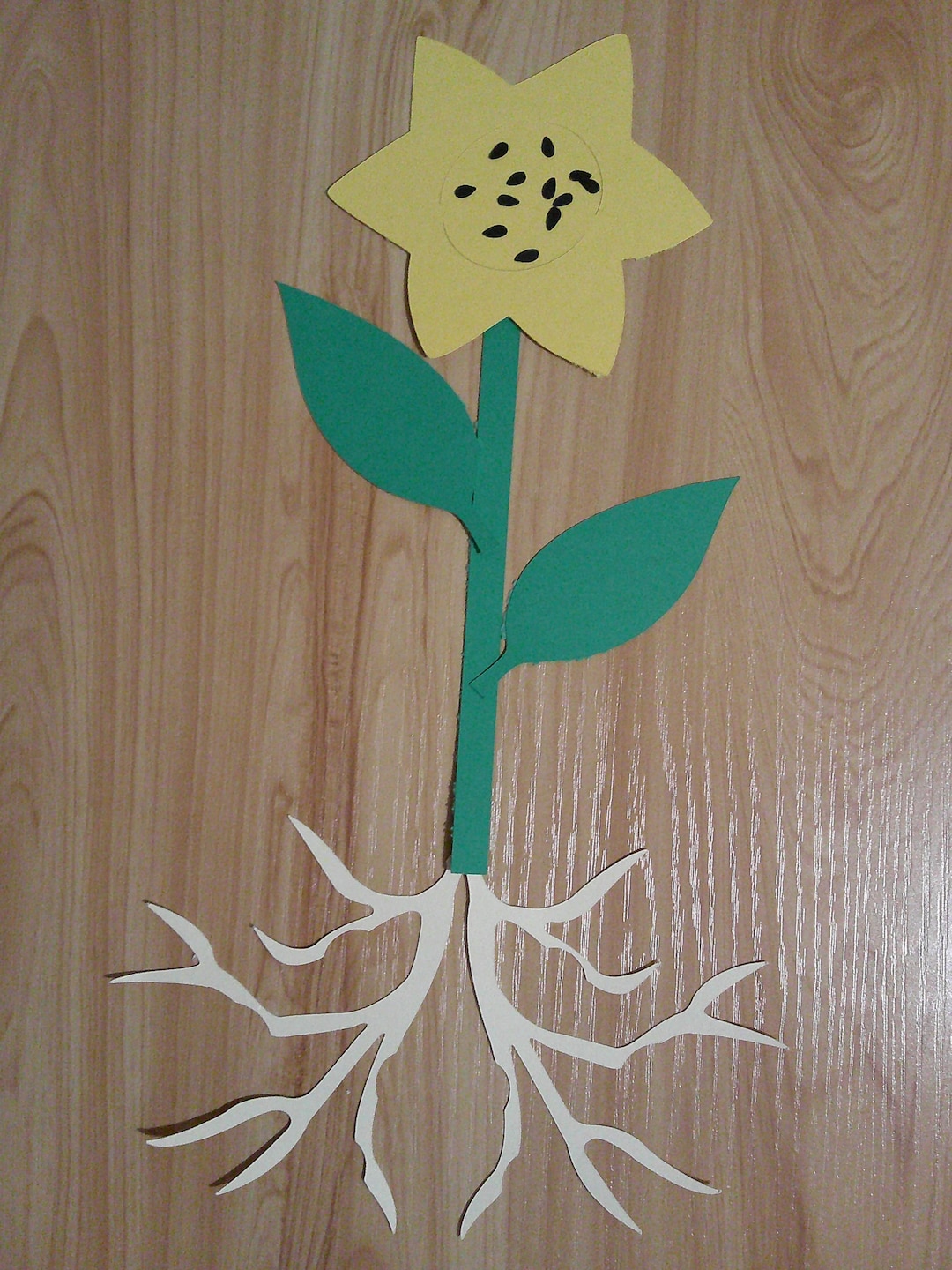 Parts of a Plant Craft - Etsy