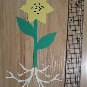 Parts of a Plant Craft - Etsy