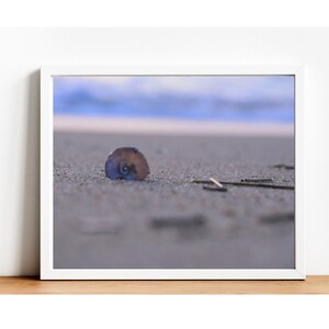 Beach, Ocean, Shell, Digital Download, Photograph, Beach, Ocean ...