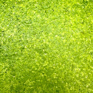 Duckweed & Red Root Floater Mix: Live Aquarium Floating Plant - Etsy