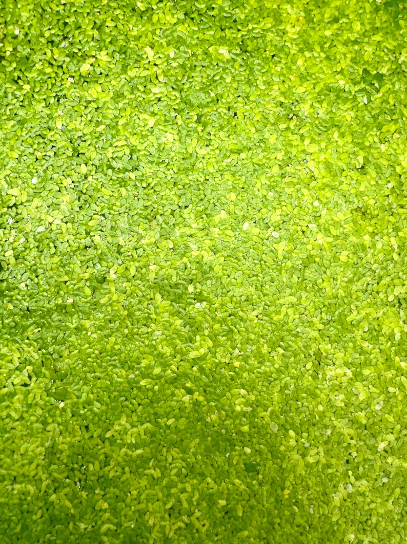 Duckweed & Red Root Floater Mix: Live Aquarium Floating Plant - Etsy