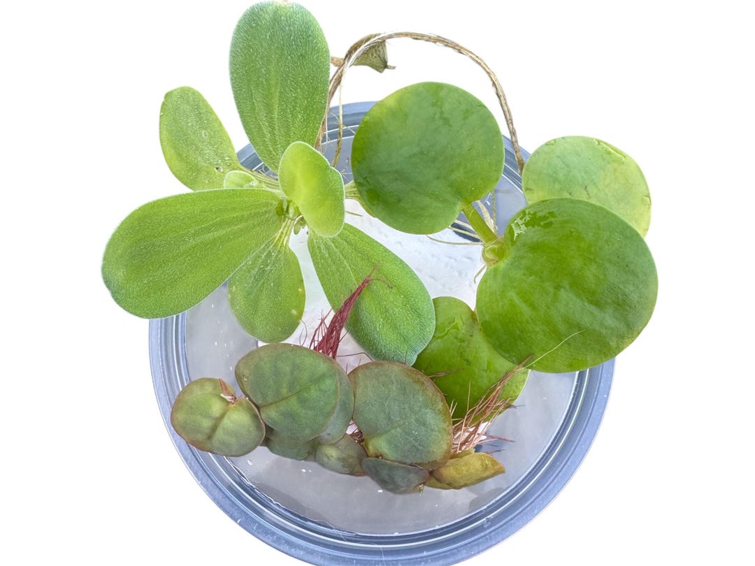 Top 3 Floaters Bundle - Frogbit, Water Lettuce, and Red Root Floater ...