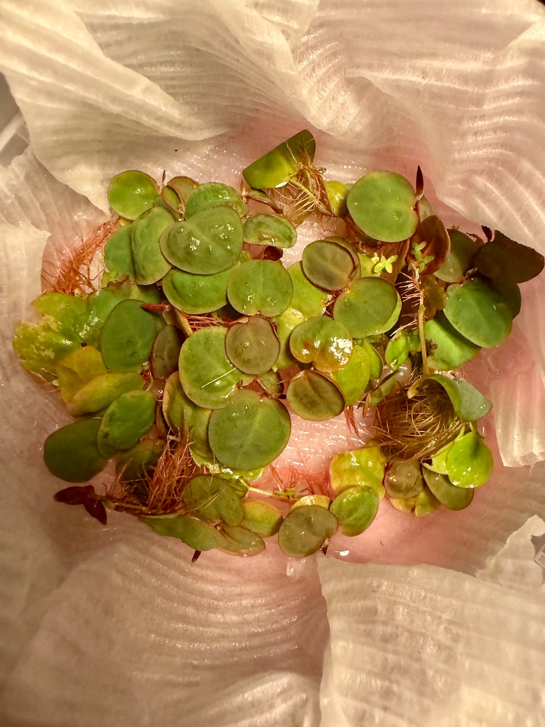 4 Red Root Floaters, Aquarium Floating Plants, Live Aquatic for Planted ...