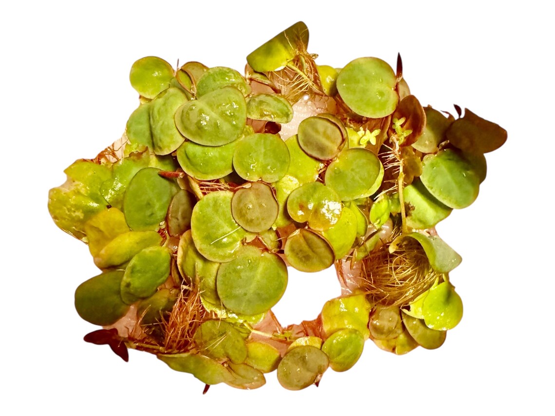 Duckweed & Red Root Floater Mix: Live Aquarium Floating Plant - Etsy