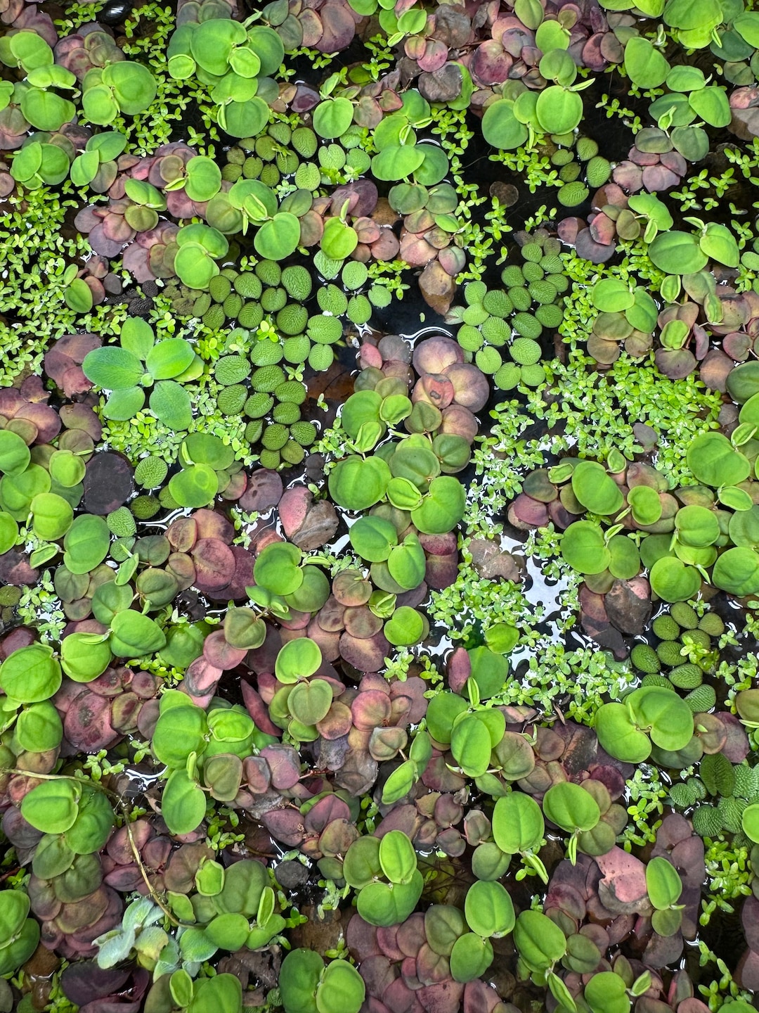 Floating Plant Mix – Red Root Floater, Salvinia and Duckweed | Live ...
