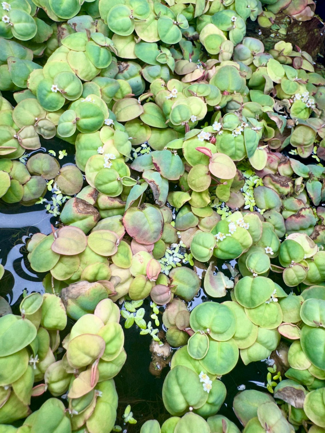 Duckweed & Red Root Floater Mix: Live Aquarium Floating Plant - Etsy