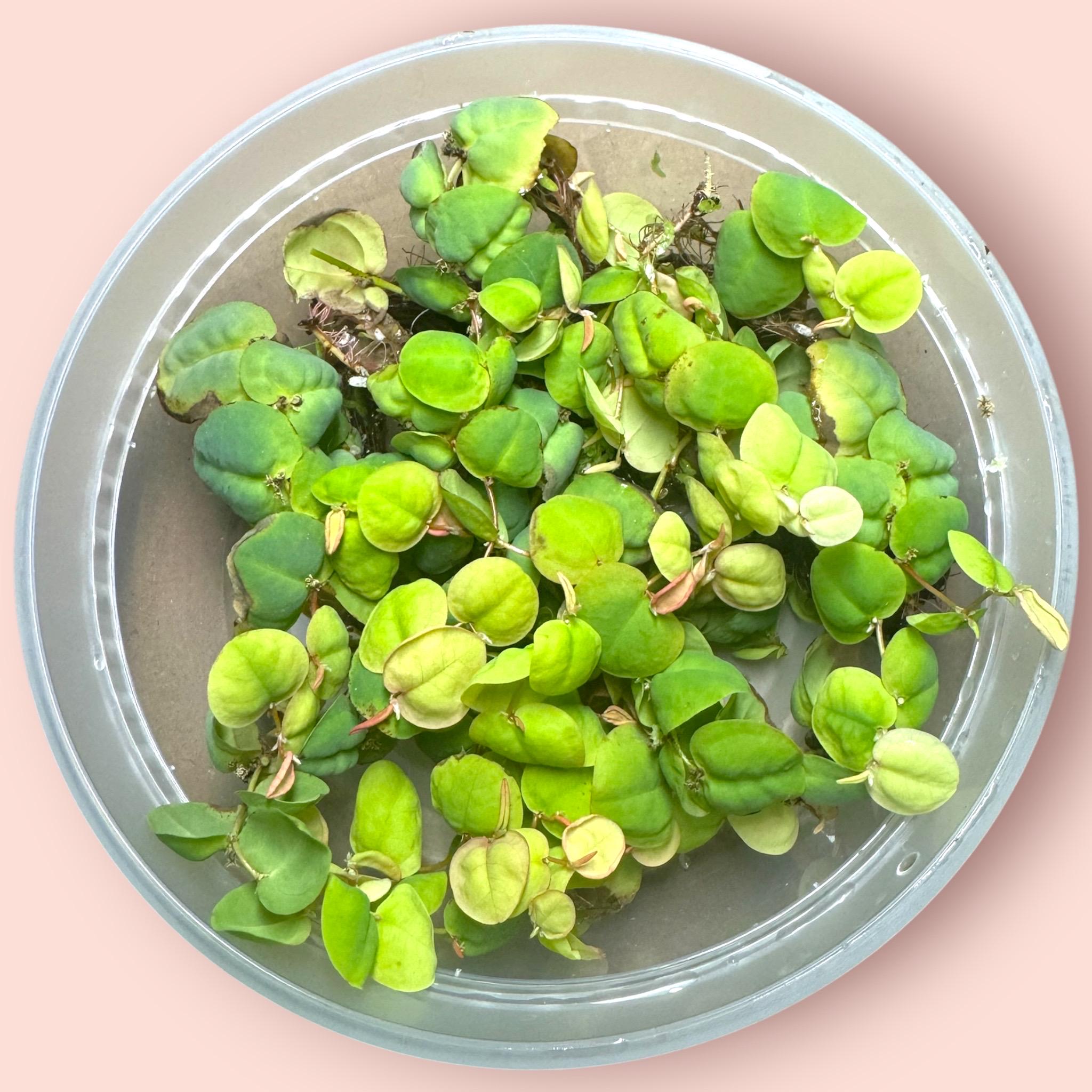 Duckweed & Red Root Floater Mix: Live Aquarium Floating Plant - Etsy