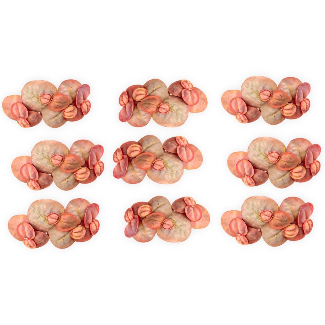 Red Root Floaters - 9 Plants Bundle - Aquarium Floating Plants, Live ...