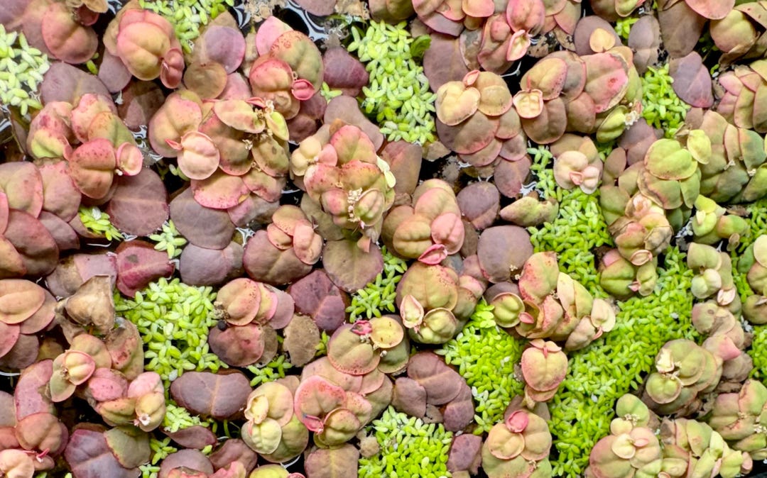 Duckweed & Red Root Floater Mix: Live Aquarium Floating Plant - Etsy