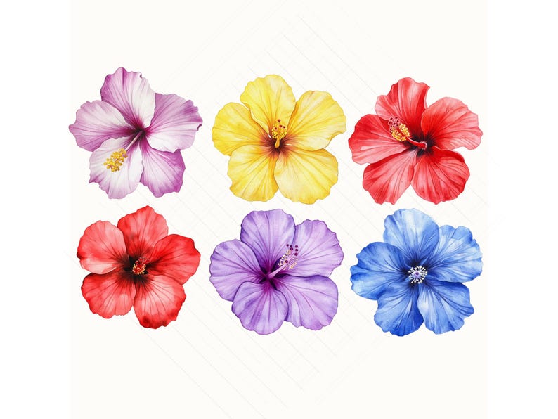 Watercolor Hibiscus Clipart Set: Tropical Flower PNG, Tshirt Design ...