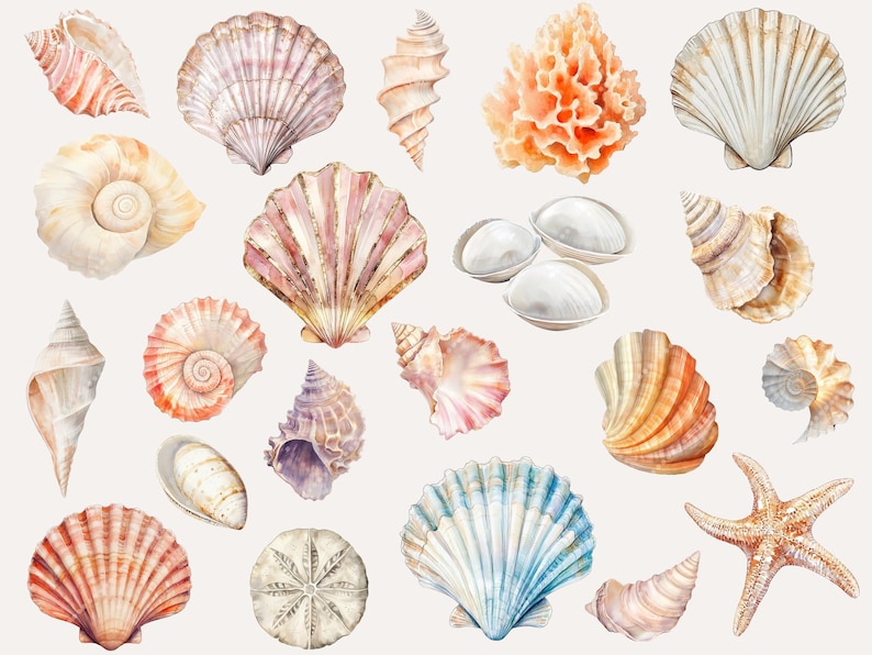 Sea Shell Clipart: 40 Realistic Beach PNG Graphics (digital Art) - Etsy