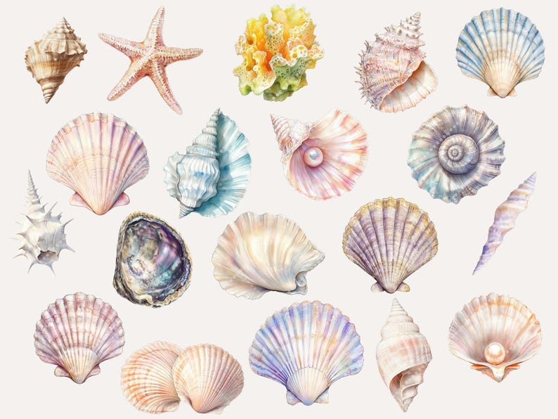 Sea Shell Clipart: 40 Realistic Beach PNG Graphics (digital Art) - Etsy