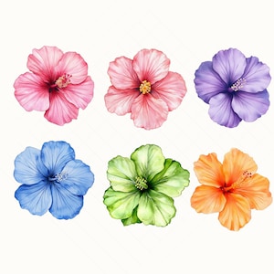 Watercolor Hibiscus Clipart Set: Tropical Flower PNG, Tshirt Design ...