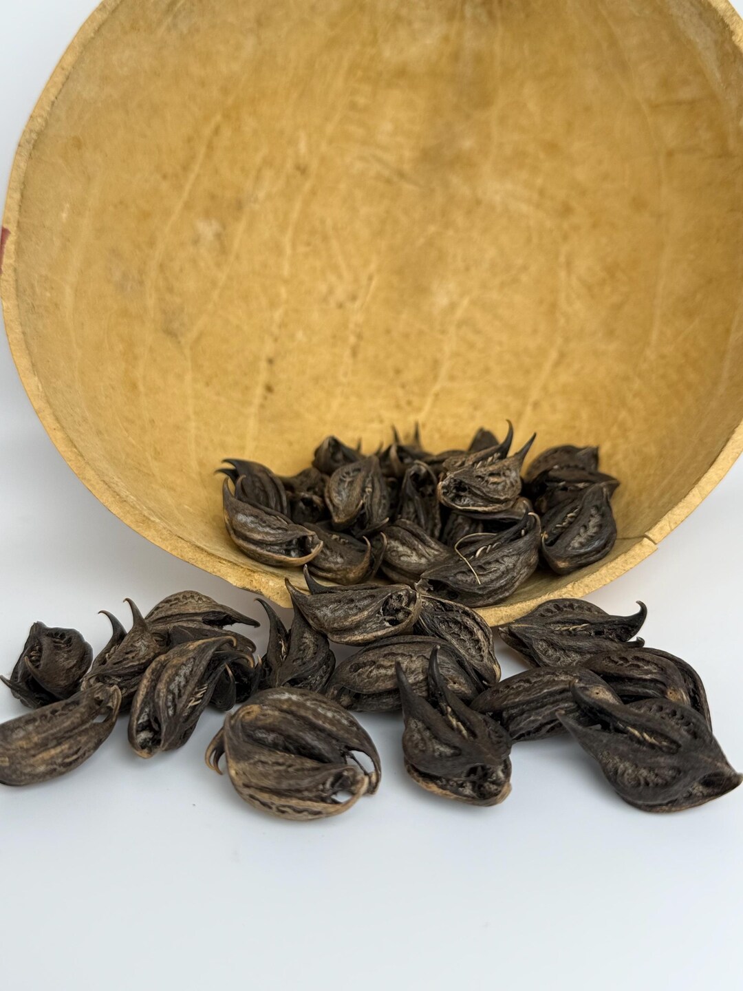 Indian Bichhu Phal | Bicchu Fal | Bicchu Phal Seed | Jadi Booti ...