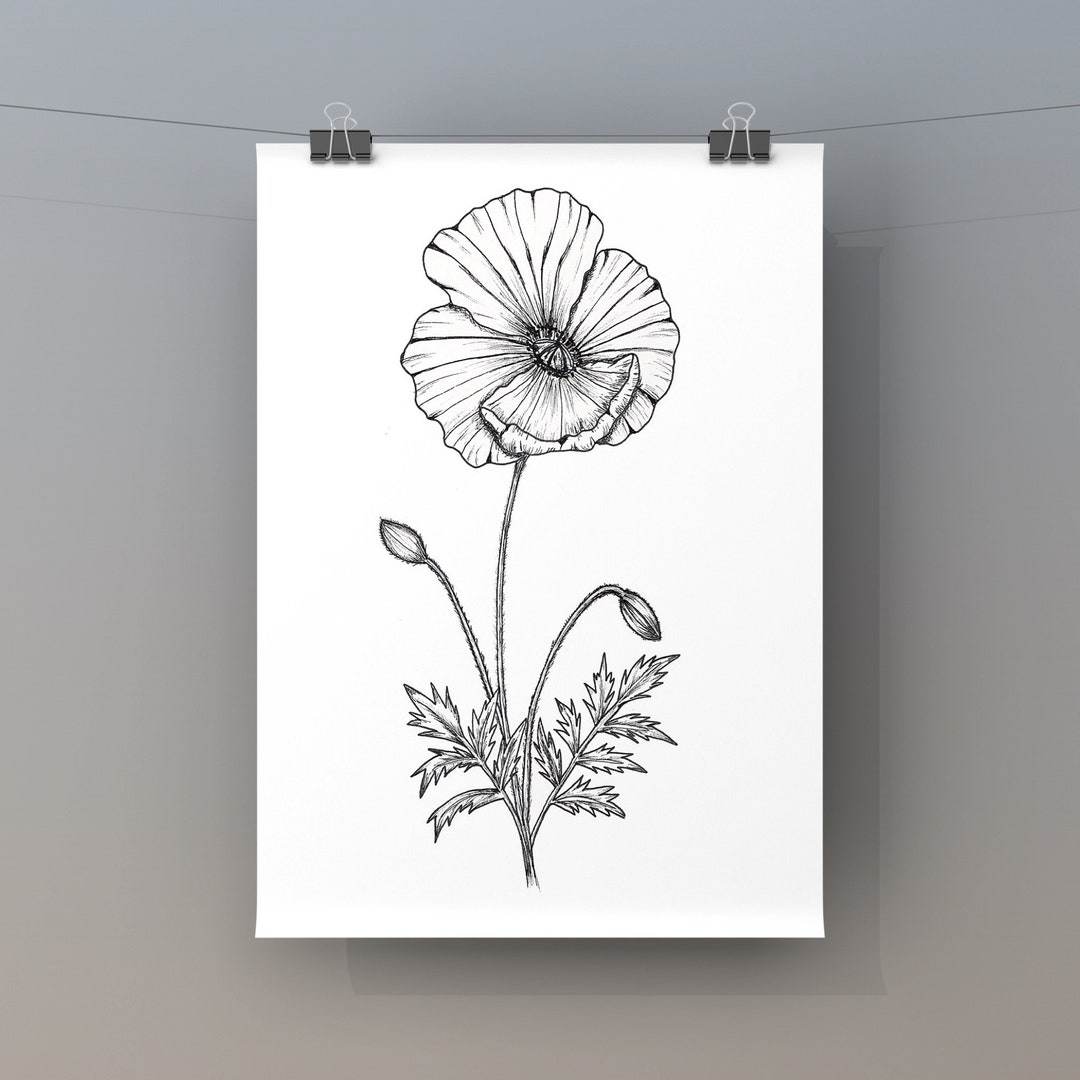 Poppy Ink Drawing Print 5"x7" - Etsy