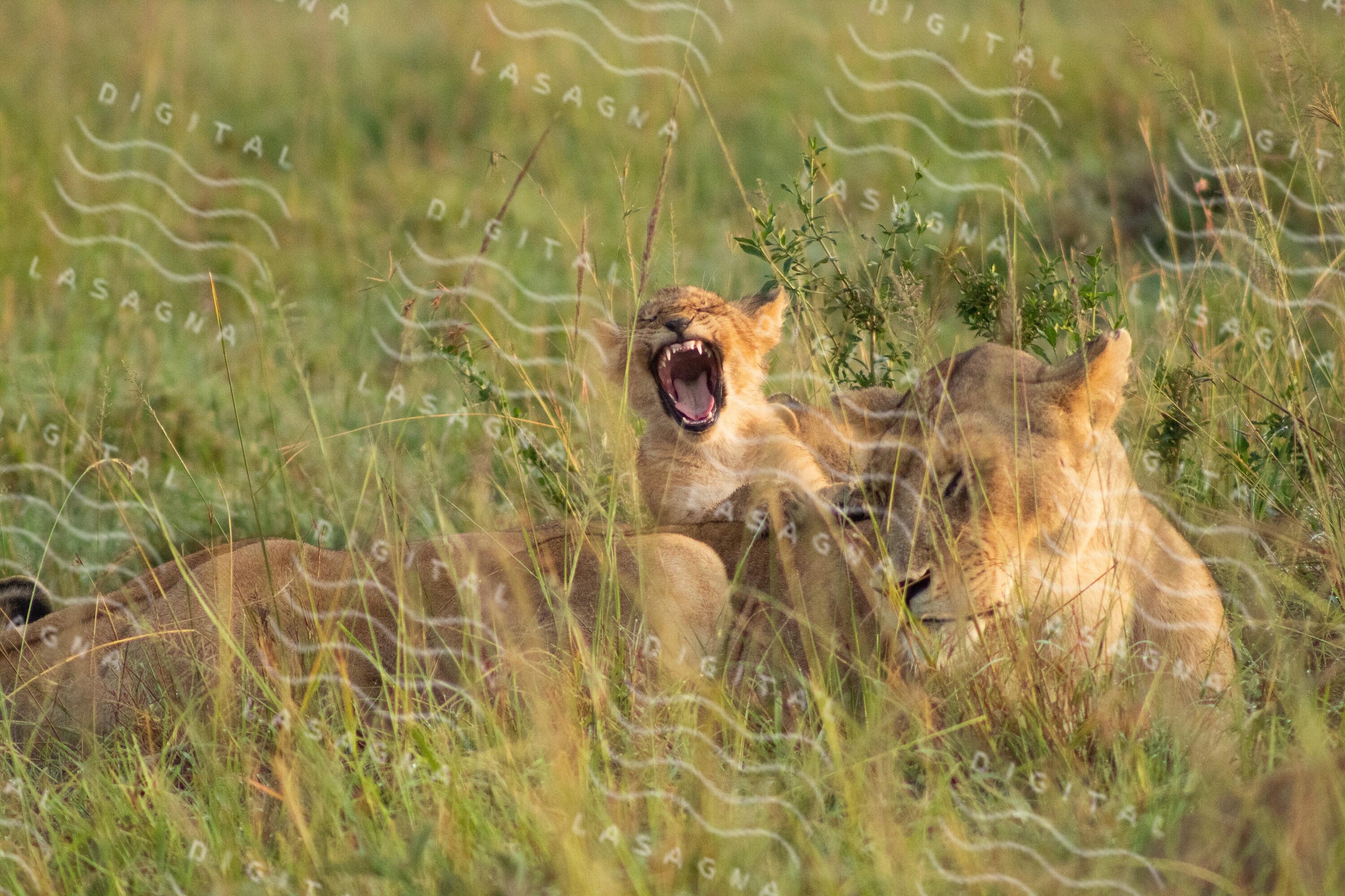 Ferocious Lion Cub in the Maasai Mara, Digital Download, Wildlife ...