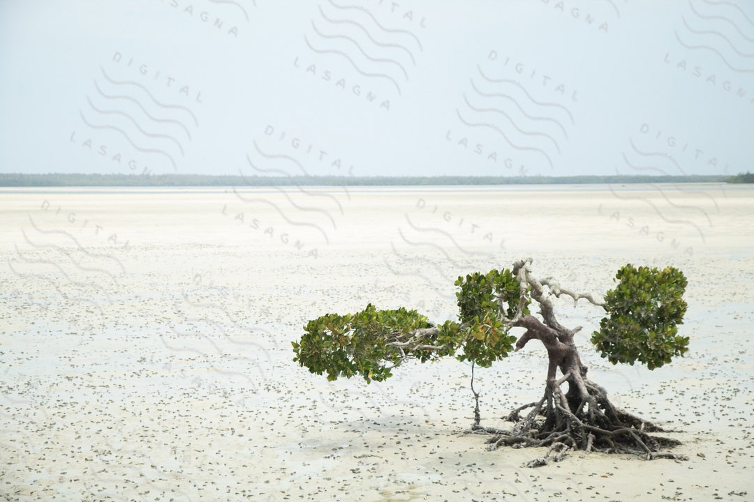 Lone Mangrove Tree in a Kenyan Mud Flat, Digital Download, Landscape ...