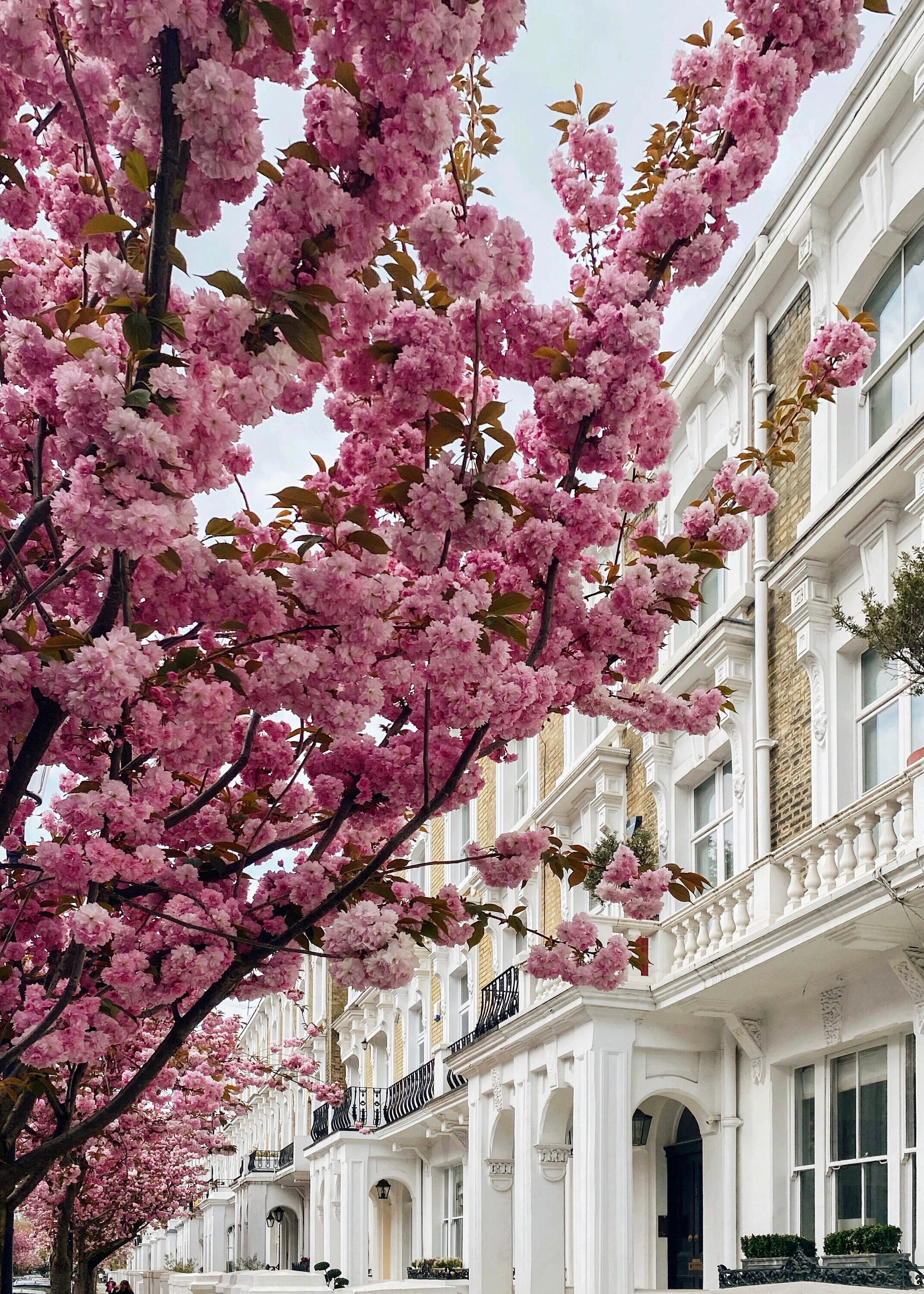 Cherry Blossom on a Chelsea London Street Print - Etsy
