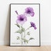 Petunia Print, Digital Print, Botanical Prints, Botanical Posters ...