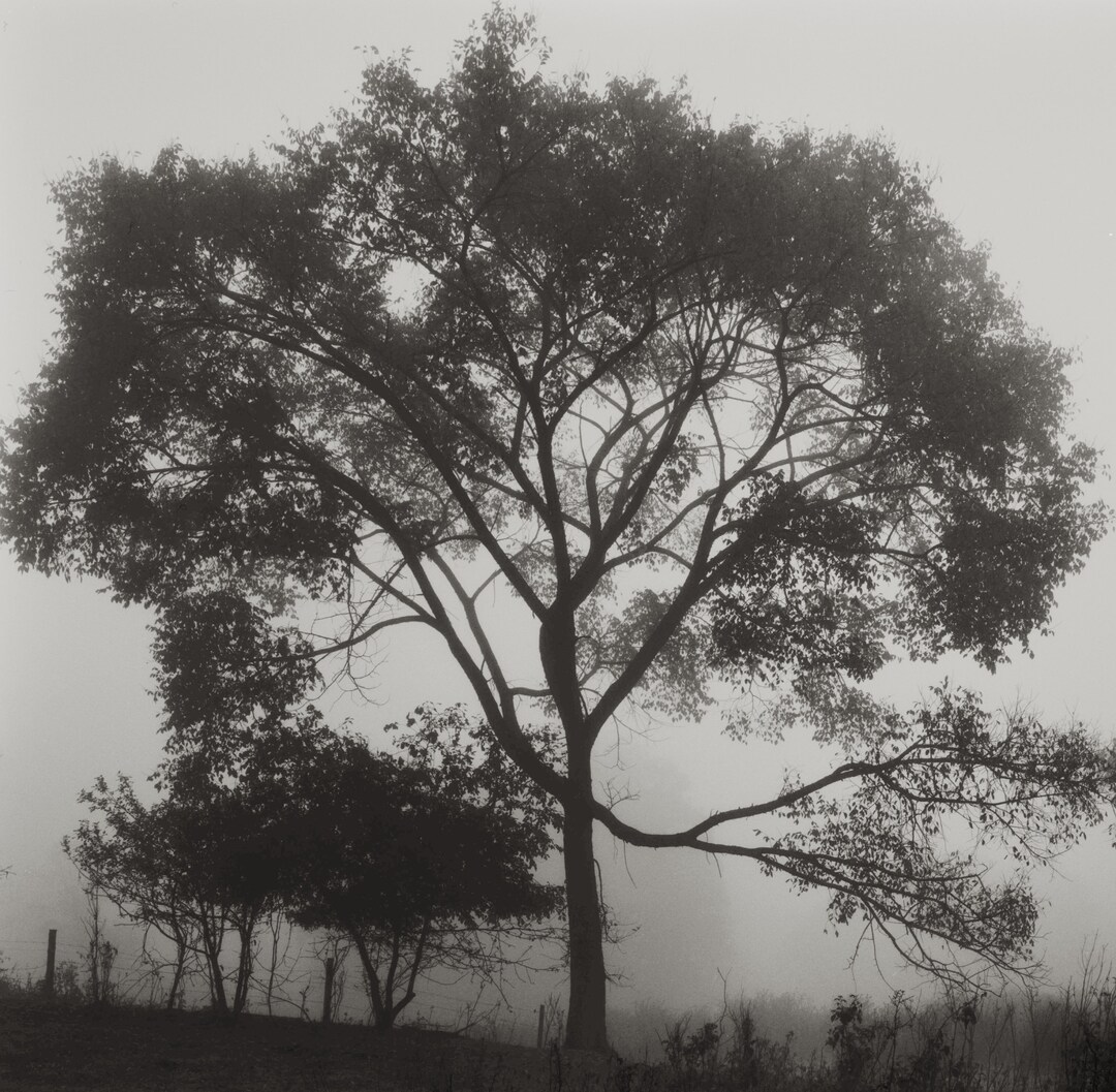 Maple Tree in Fog, Fine Art Silver Gelatin Landscape Nature Photography ...