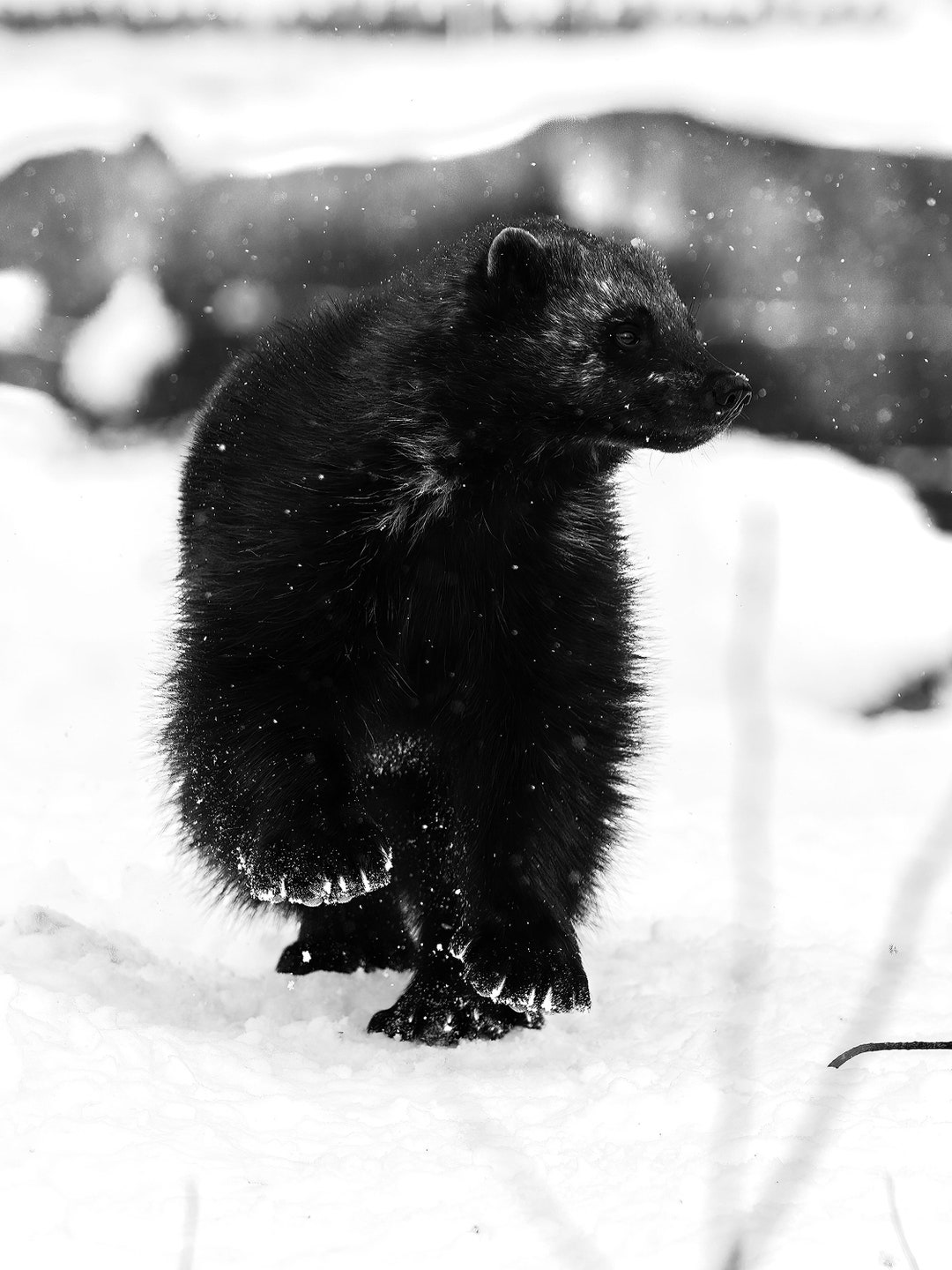 X-MEN WINTER SPRINT Wolverine Print, Wolverine Wall Print, Black and ...