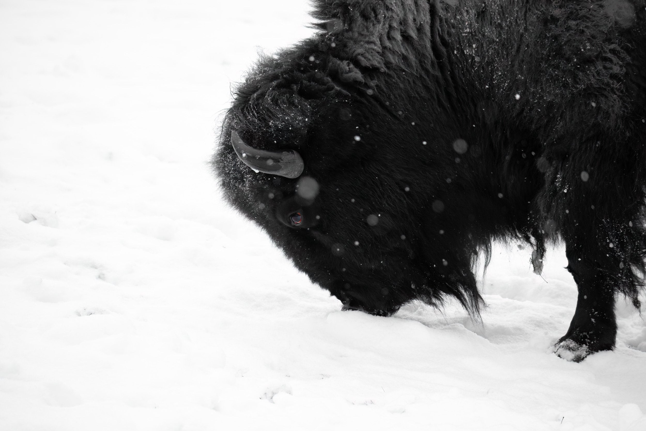 The Red Eye Beast Bison, Bison in Yellowstone, Black and White ...