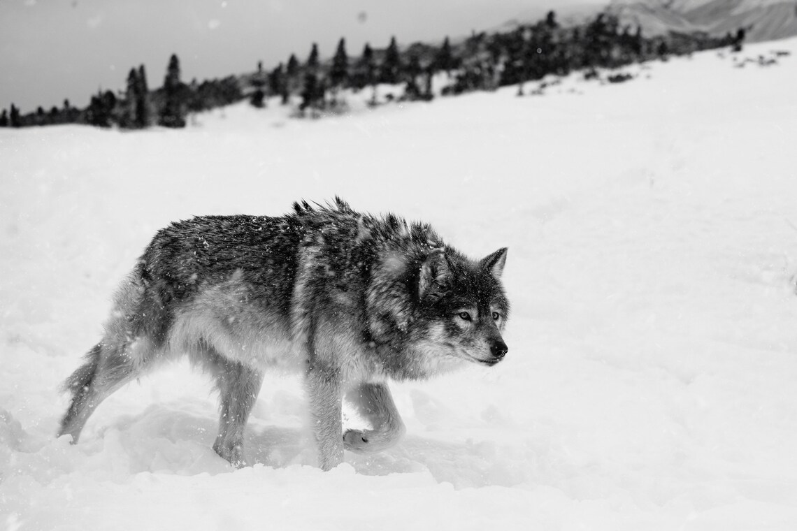 MAC TIRE son of the Land Wolf, Black and White Wolf, Mountain Wolf ...