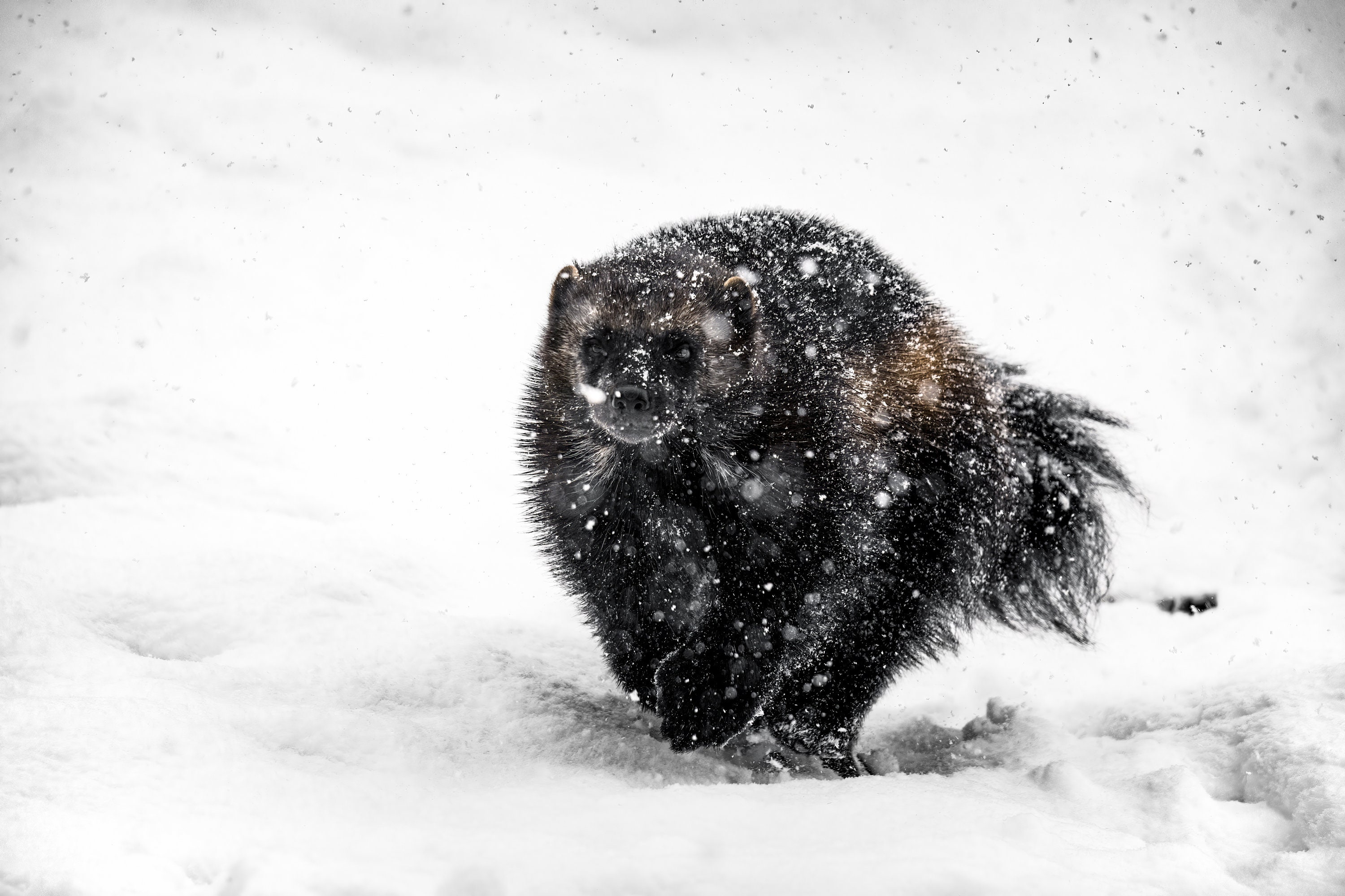 UNTAMED RUN- Wolverine, Wildlife, Gift of Nature, Wild Animals, Living ...