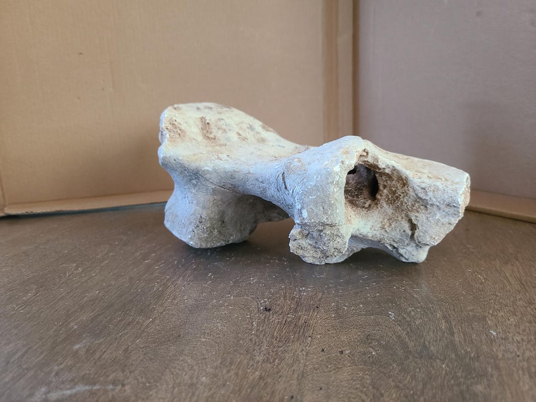 Texas Holey Rock Limestone Fish Aquarium Reptile Habitat Terrarium ...