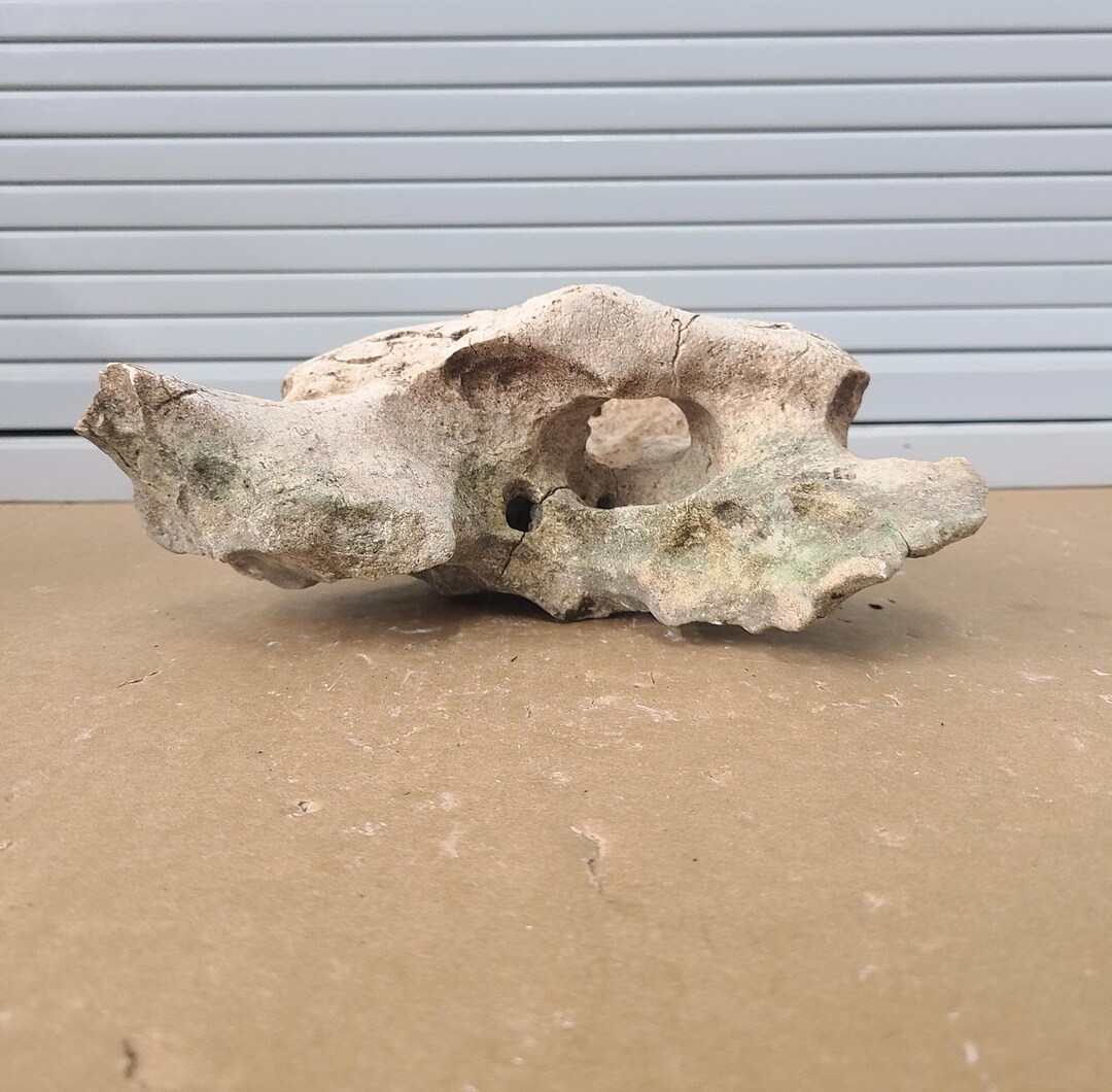 Texas Holey Rock Limestone Fish Aquarium Reptile Habitat Terrarium ...