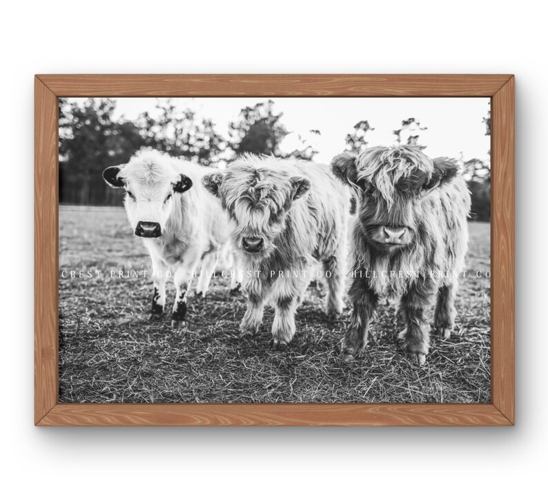 Mini Highland Cows Printable | Mini Cow Wall Art | Mini Highpark | Cow ...