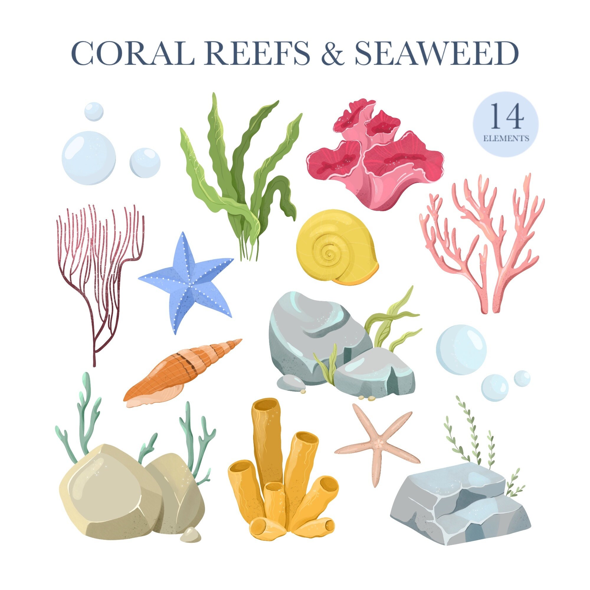 Ocean Sea Life PNG: Marine Animals & Coral Reef (digital Download) - Etsy