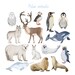 Polar Animals Clipart, Arctic Animal PNG, Winter Graphic, Greeting Card ...
