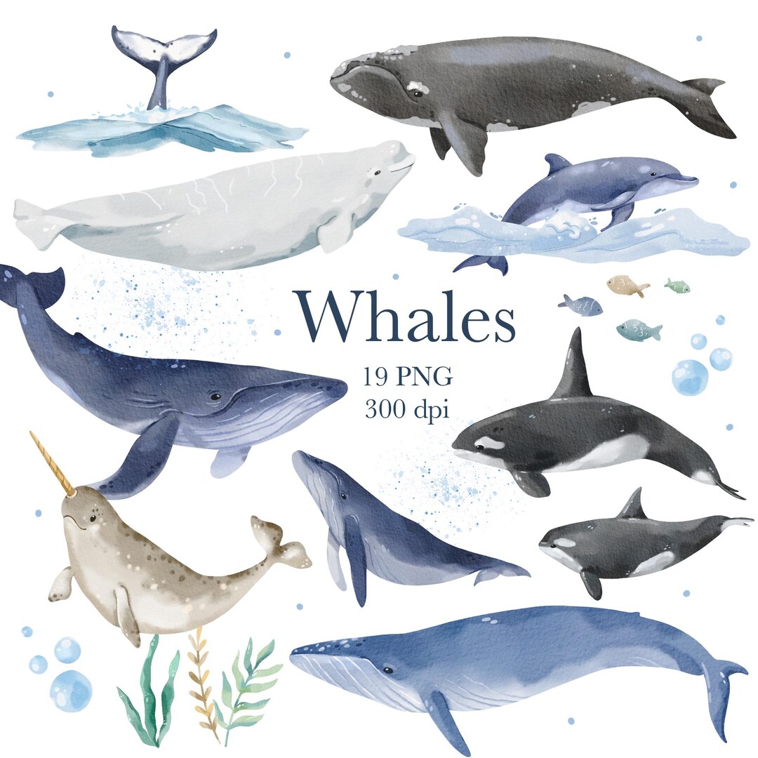Watercolor Whales Clipart, Nautical Ocean Animal PNG, Kids Nursery ...