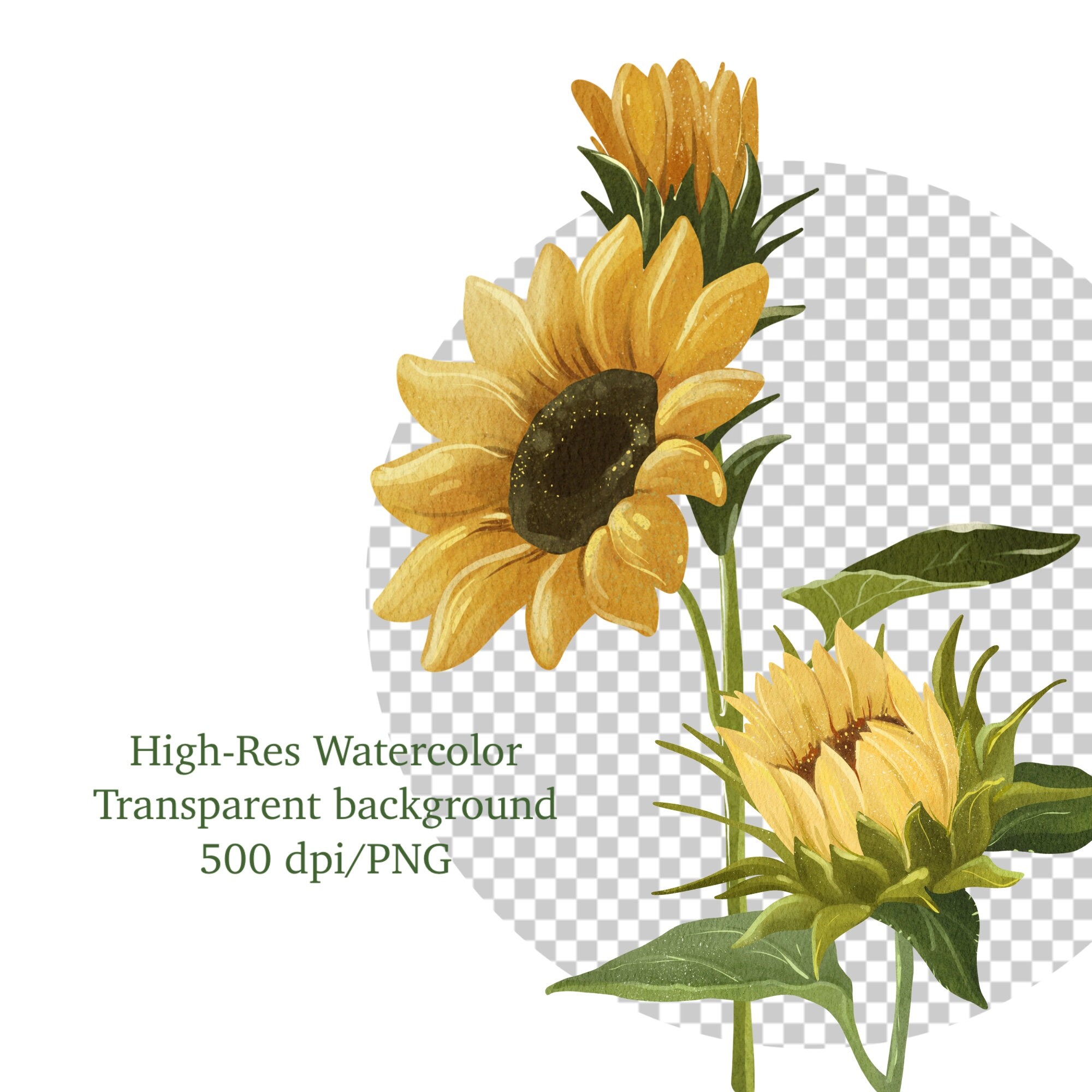 Sunflower PNG Clipart, Watercolor Floral Clipart Bouquet, Summer ...