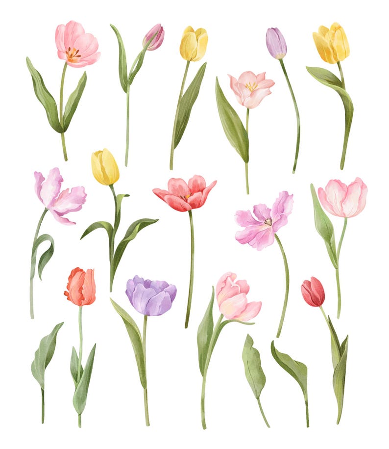 Watercolor Tulips Clipart, Spring Flowers PNG Graphics, Digital ...