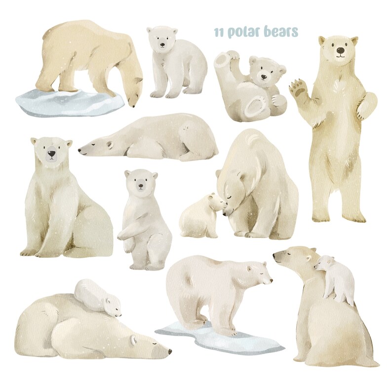 Polar Bears Clipart Png,watercolor Arctic Animals Set,baby Polar Bear ...