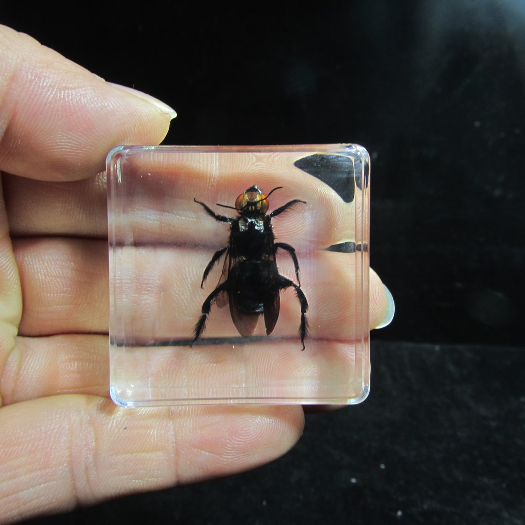 SC015 Animal Taxidermy in Resin Block, Specimen Collection Paperweights ...