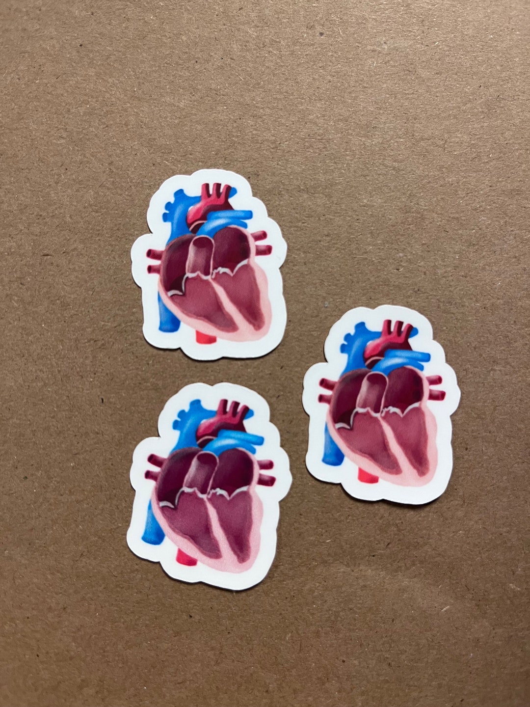 One Small Anatomical Heart Vinyl Sticker | Nurse Sticker | Nursing ...