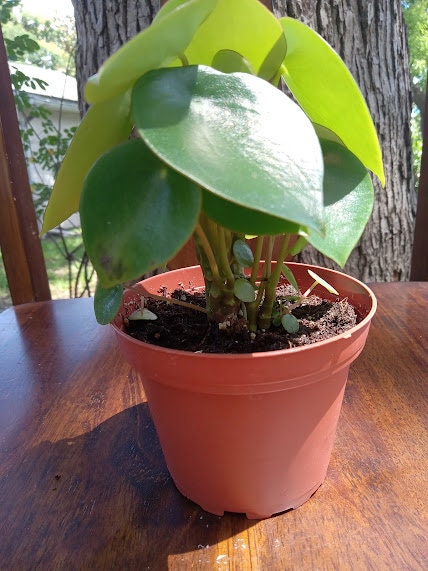 Raindrop Peperomia, Peperomia Polybotrya, Live Plant in 4 Inch Pot - Etsy