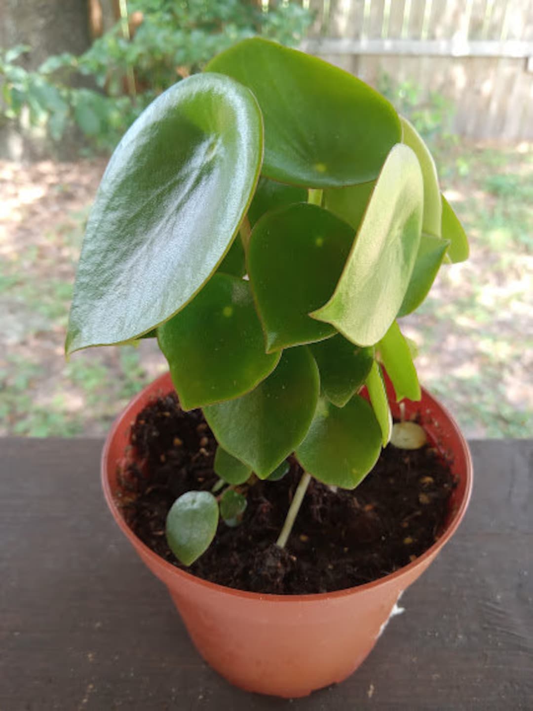 Raindrop Peperomia, Peperomia Polybotrya, Live Plant in 4 Inch Pot - Etsy