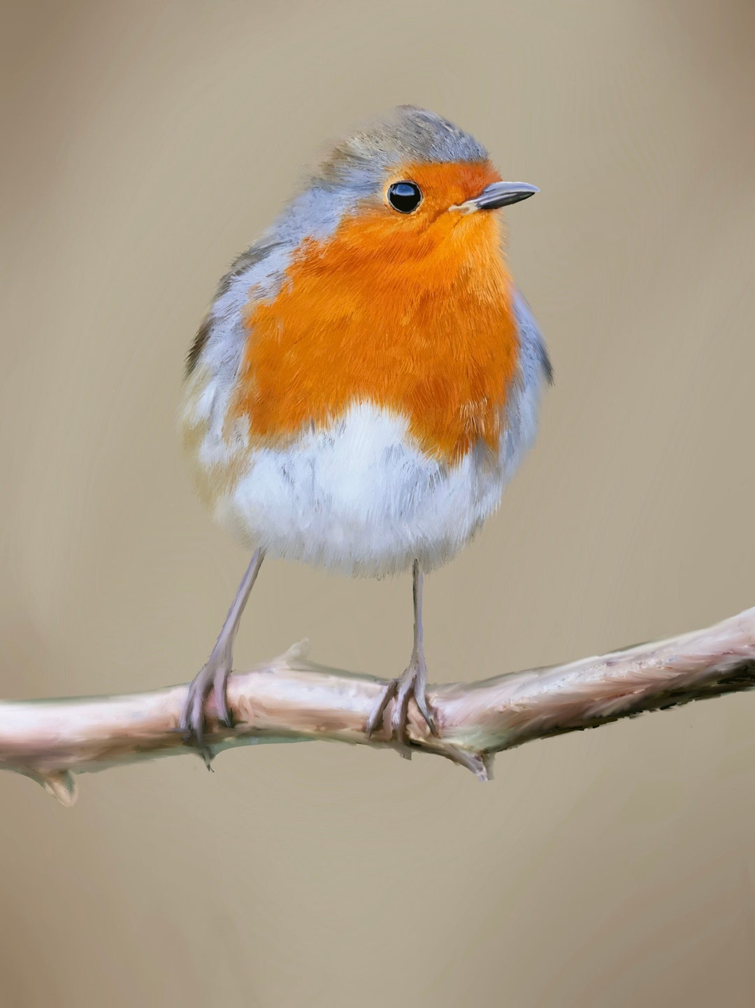 Robin Print Digitally Drawn - Etsy