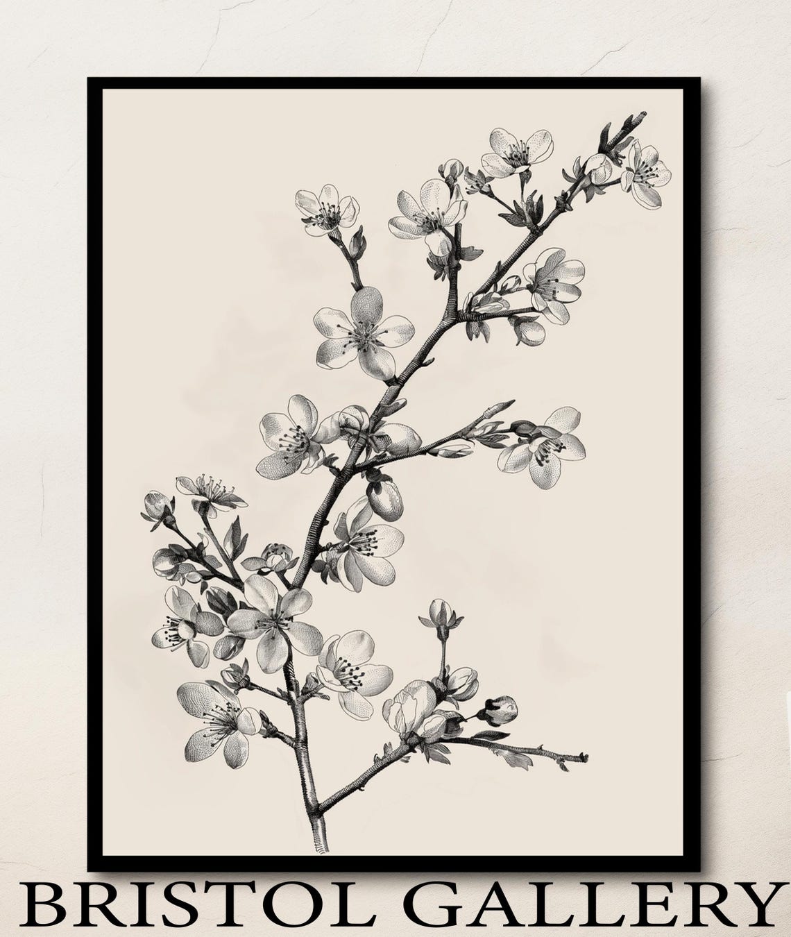 Pencil Drawing of Apple Tree Branch Rendered in Grey Tones on White ...