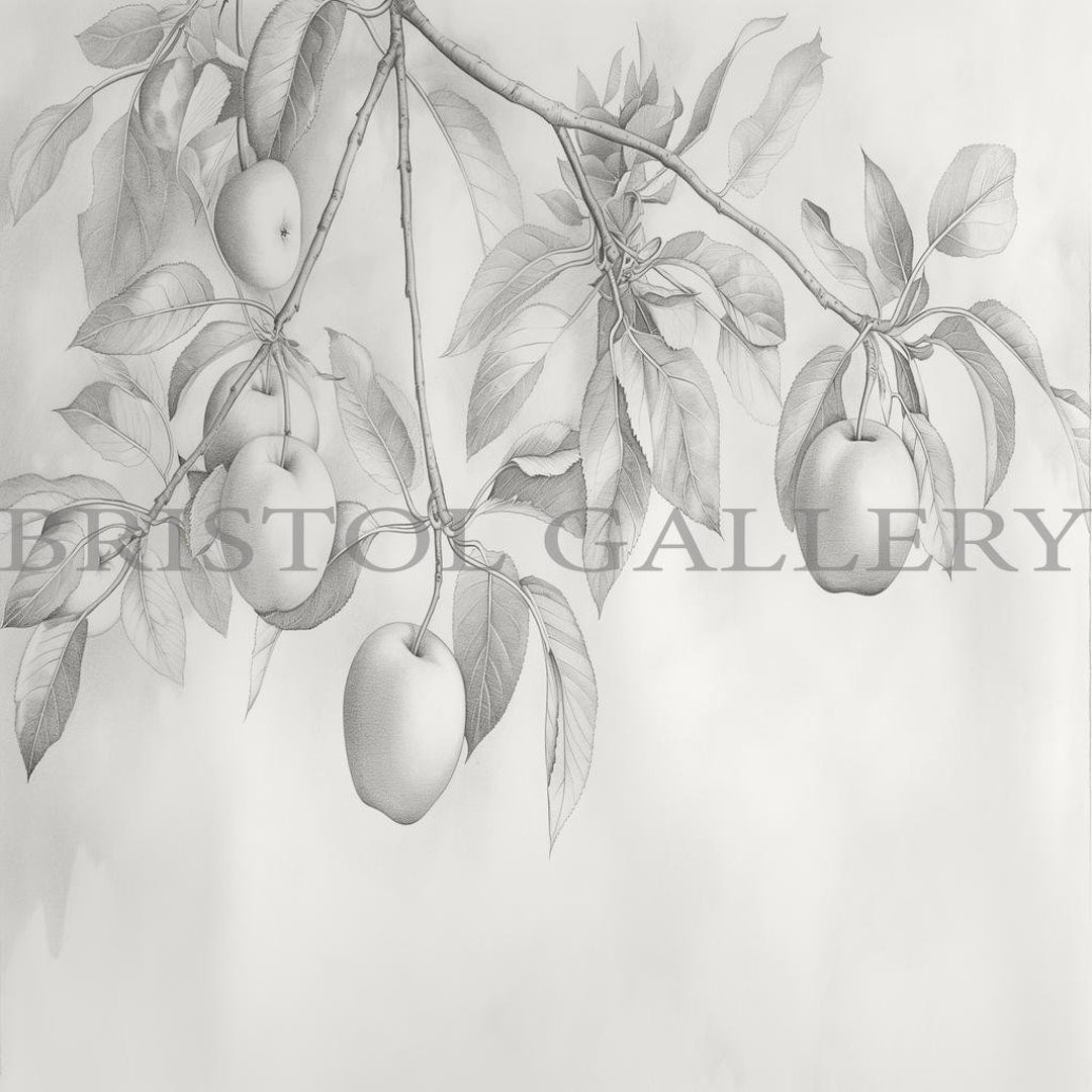 Pencil Drawing of Apple Tree Branch Rendered in Grey Tones on White ...