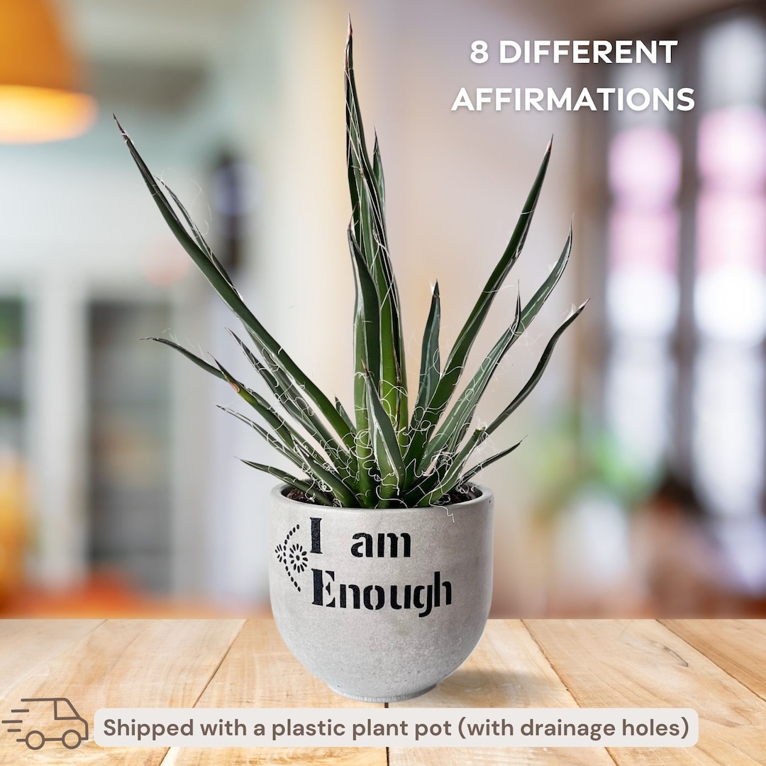 Affirmations Concrete Planter, Encouraging Funny Succulent Pot ...