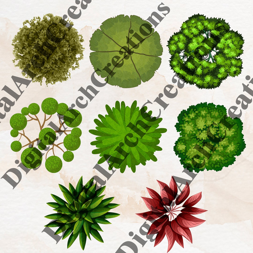 Tree Top View /landscape Tree Plan /architectural Illustration /PNG-JPG ...