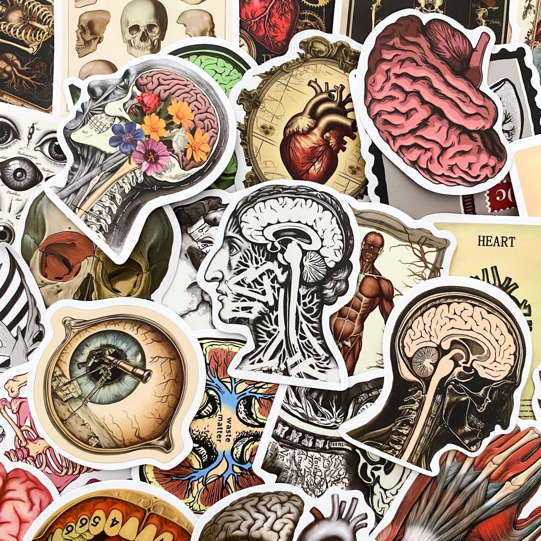 50pcs Anatomy Stickers Pack, Human Organ Stickers, Medical Illustration ...