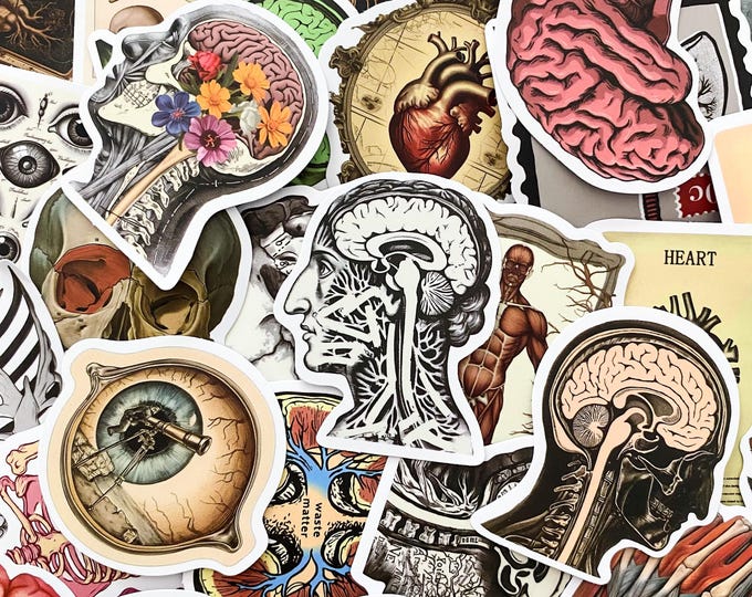 50pcs Human Anatomy Stickers | Medical Body Organ Stickers | Science ...